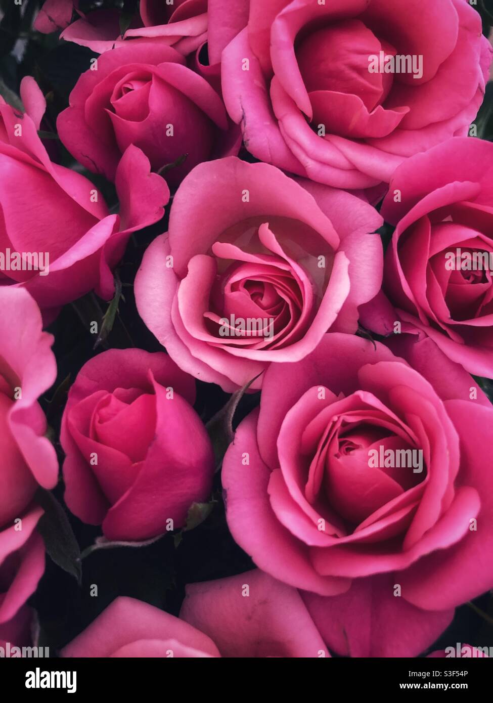 Bunches of pink roses hi-res stock photography and images - Alamy