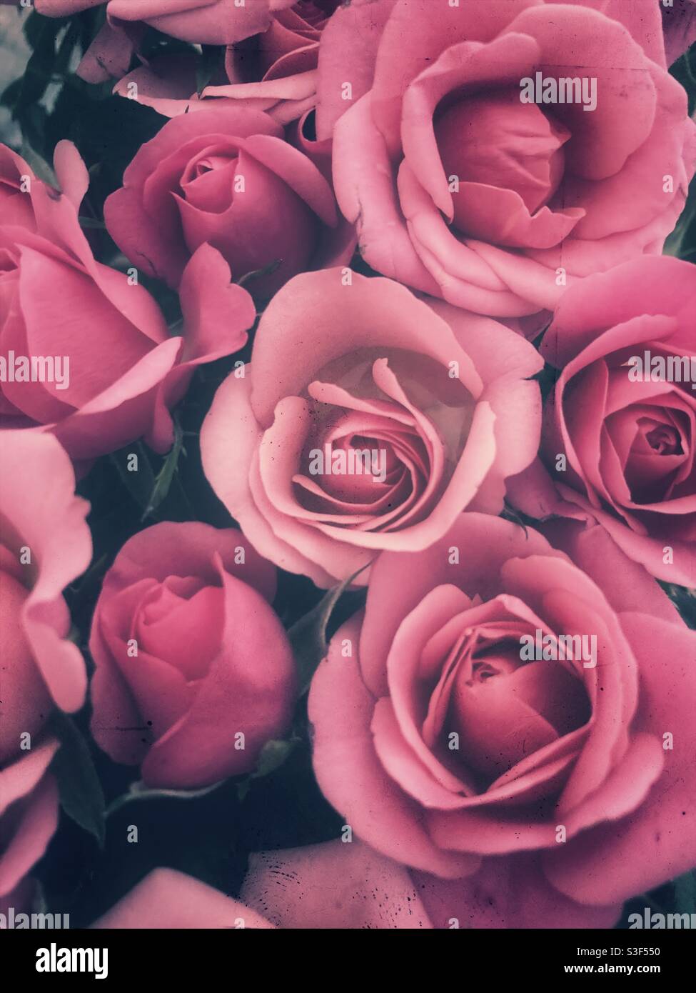 Dusky pink flowers hi-res stock photography and images - Alamy