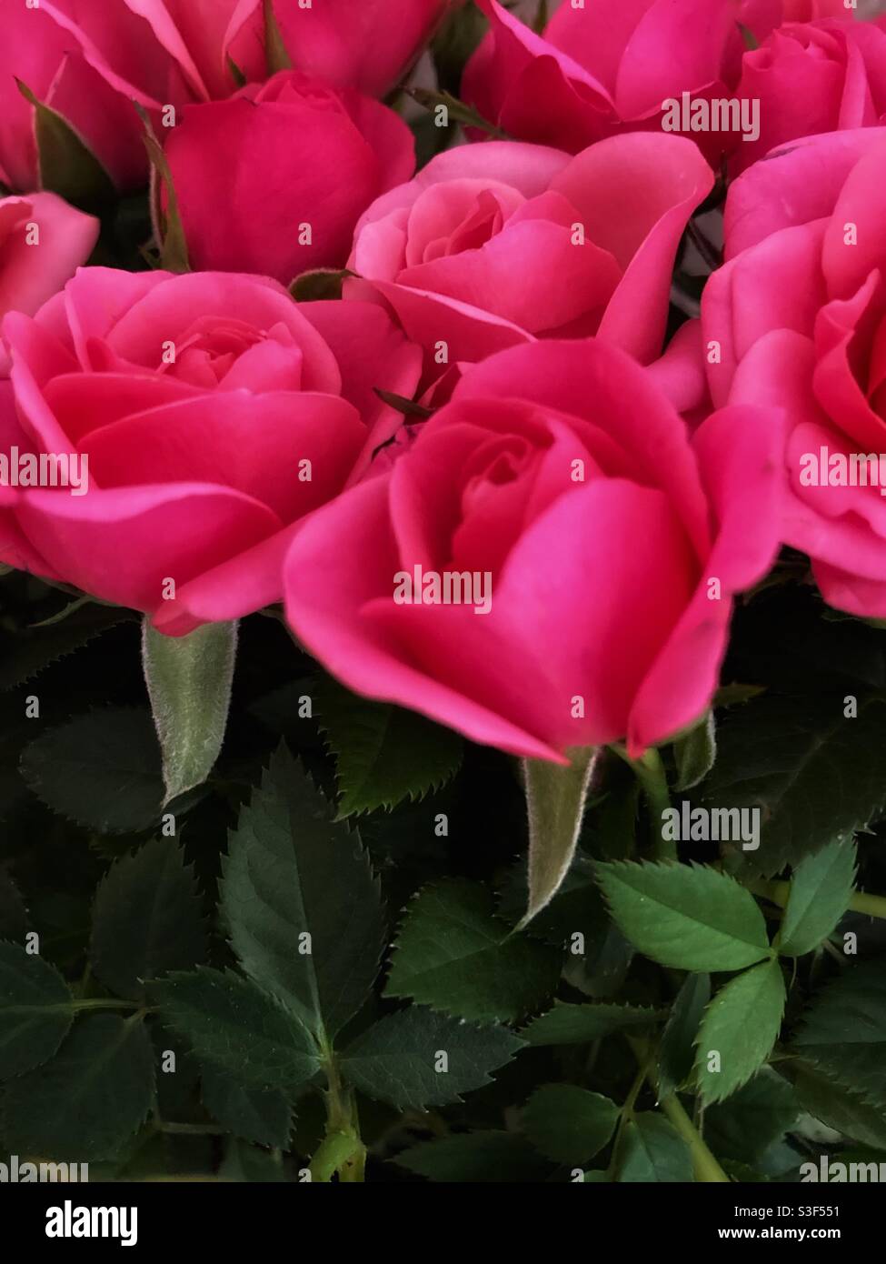 Bunches of pink roses hi-res stock photography and images - Alamy