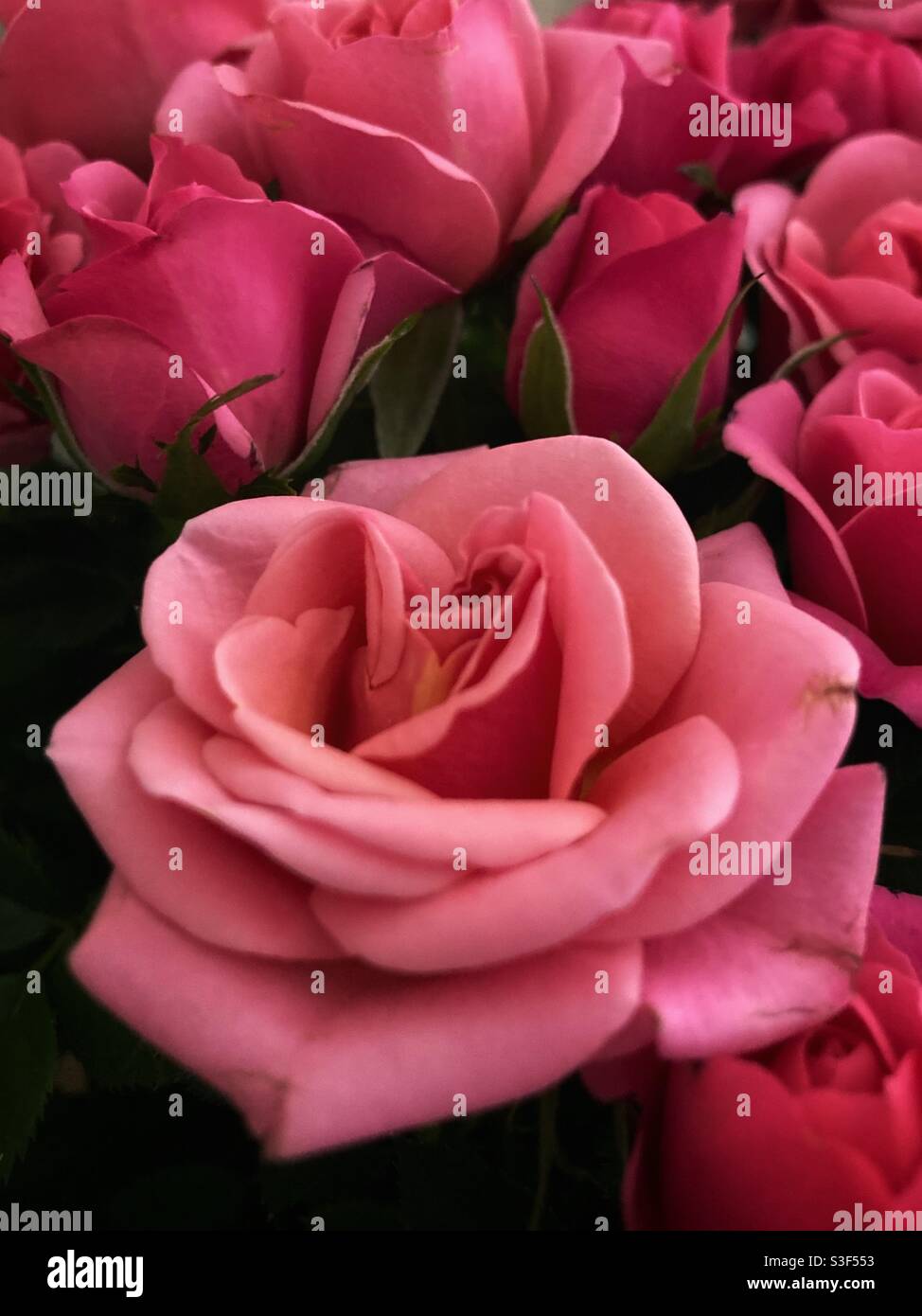 Images Of Bunch Of Pink Roses at Mason Duckworth blog