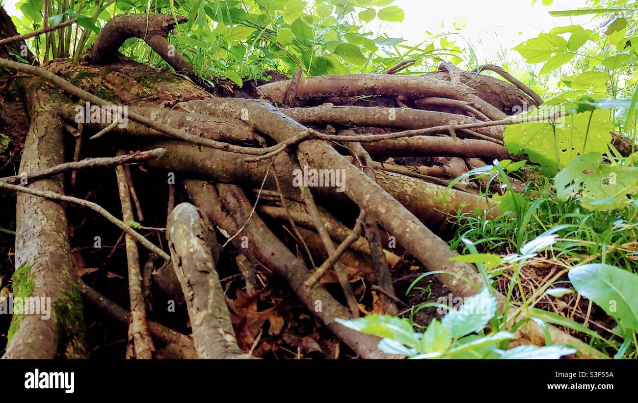 Roots Together High Resolution Stock Photography and Images - Alamy
