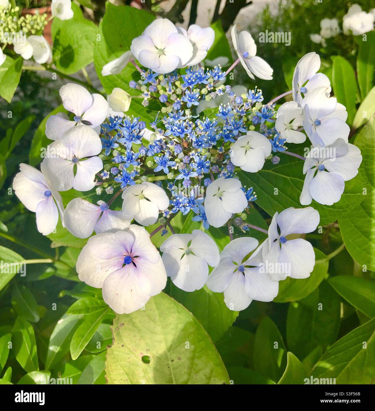 Lace cap hydrangea hi-res stock photography and images - Alamy