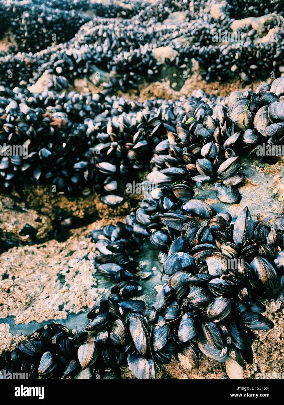 Mussels on a rock on a beach in Cornwall Stock Photo - Alamy