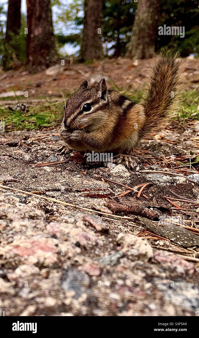 Chipmunk closeup hi-res stock photography and images - Alamy