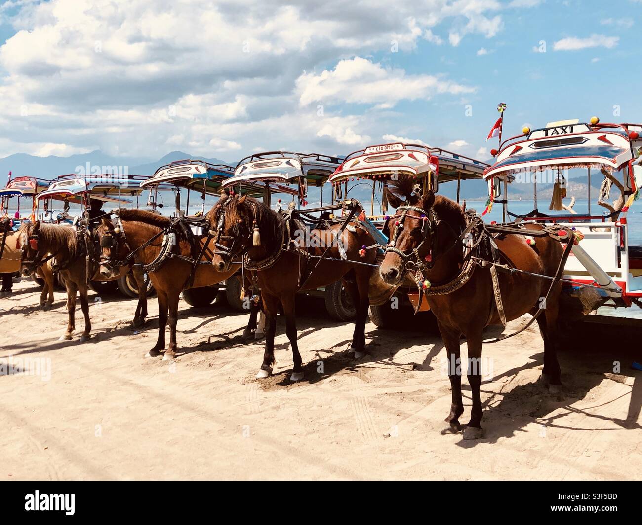 Horses lining hi-res stock photography and images - Alamy