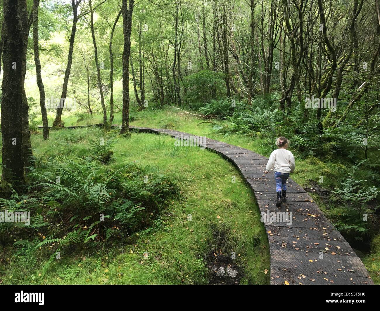 Forest scotland woodland path uk hi-res stock photography and images ...