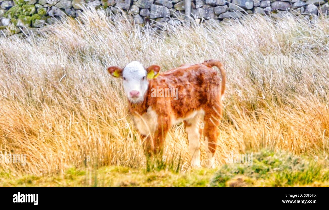 Calf farmland hi-res stock photography and images - Alamy