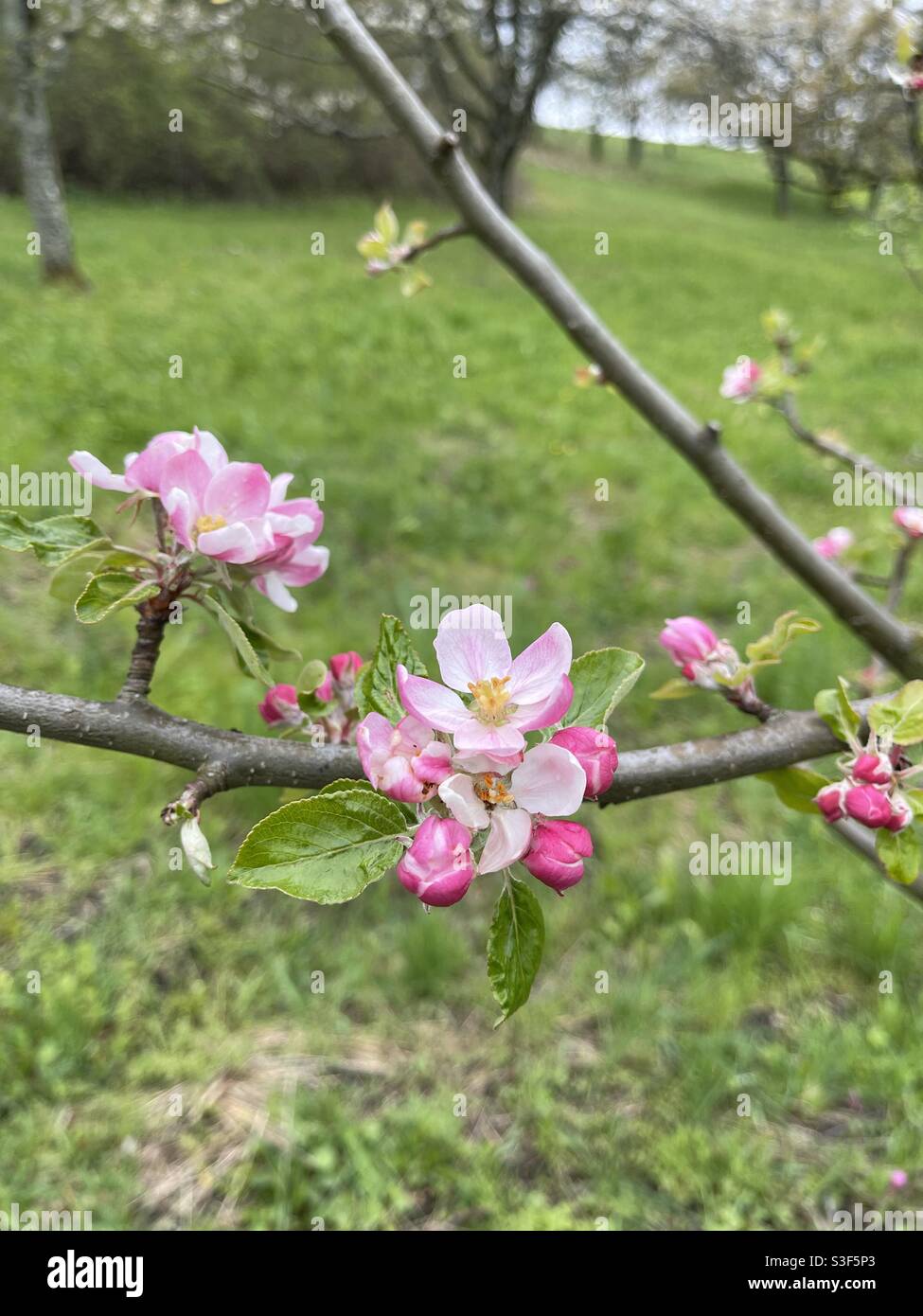 Pink apple tree hi-res stock photography and images - Alamy