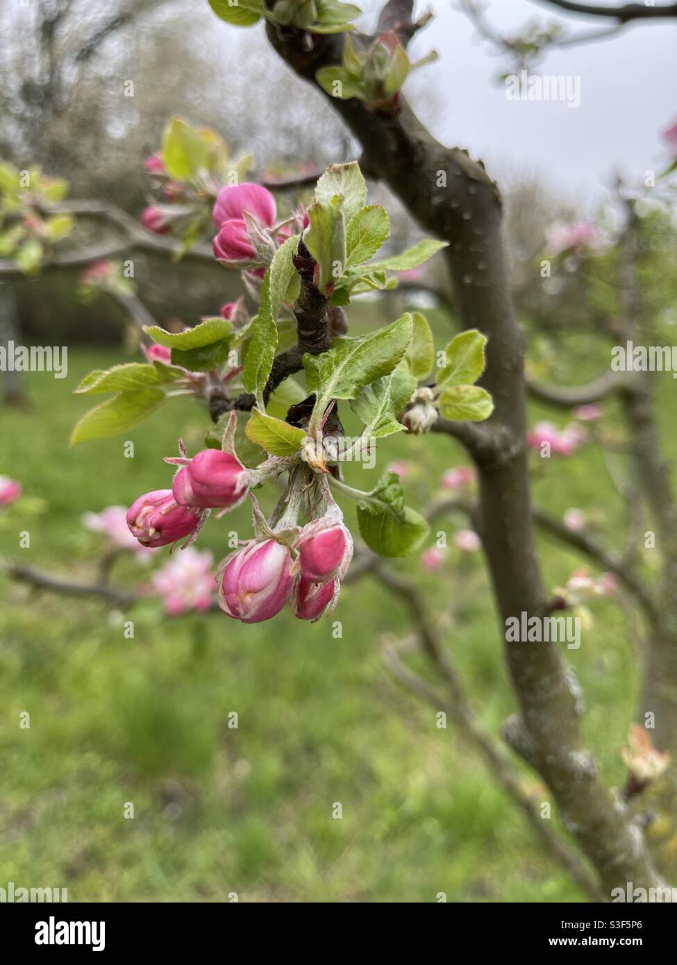 Pink apple tree hi-res stock photography and images - Alamy