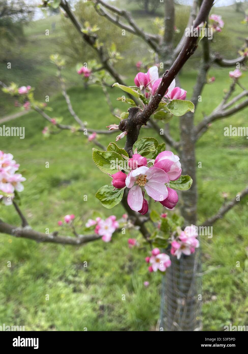 Pink apple tree hi-res stock photography and images - Alamy