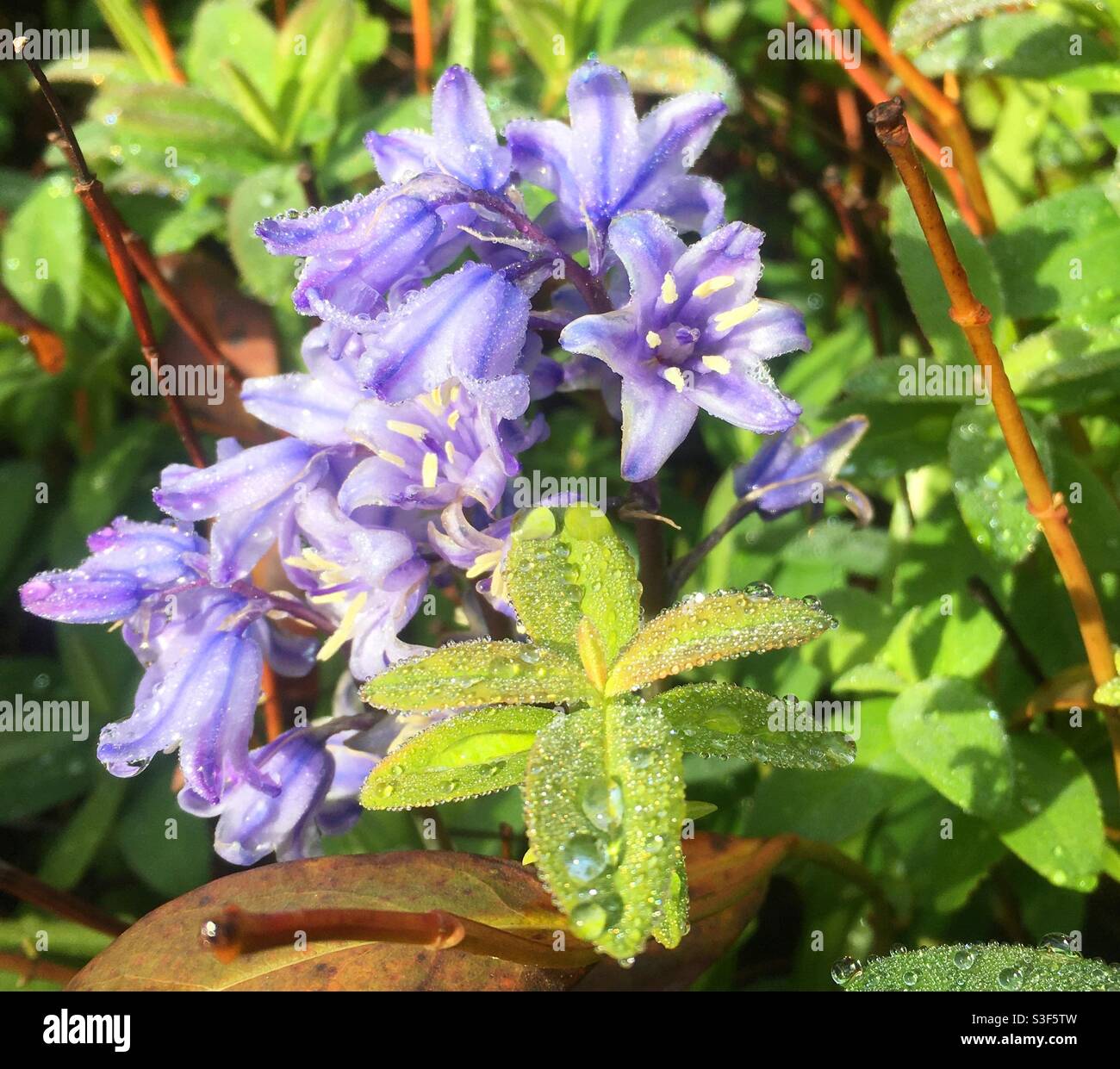 Rain on leaves hi-res stock photography and images - Alamy