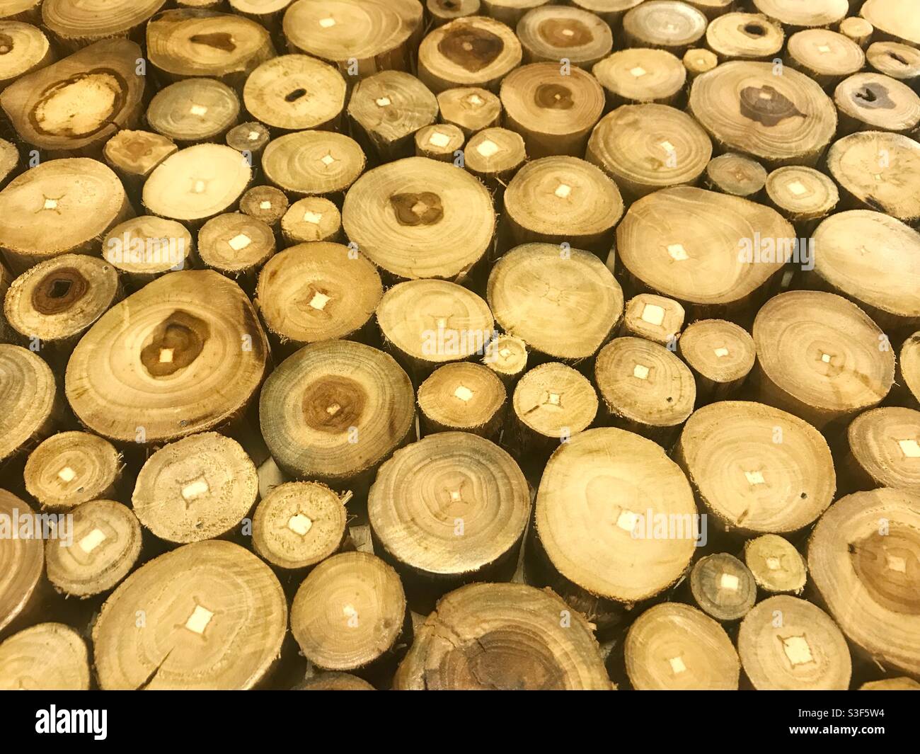 Tree sizes hi-res stock photography and images - Alamy