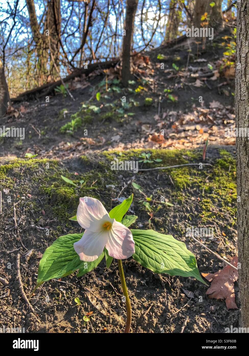 Close up of a trillium flower in the woods in spring Stock Photo - Alamy