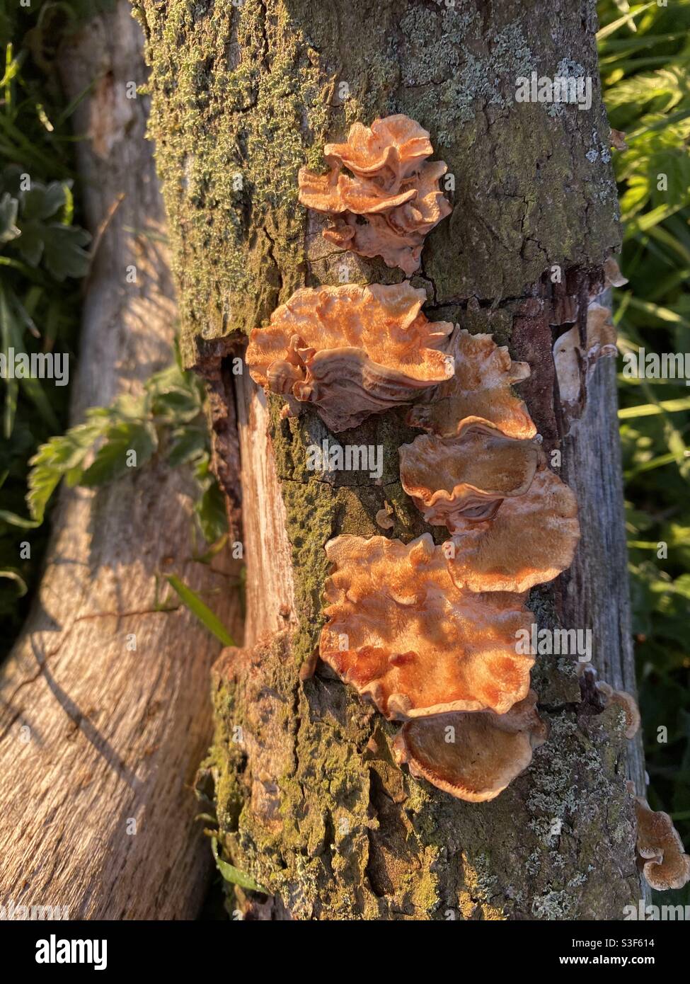 Oak curtain crust fungus hi-res stock photography and images - Alamy