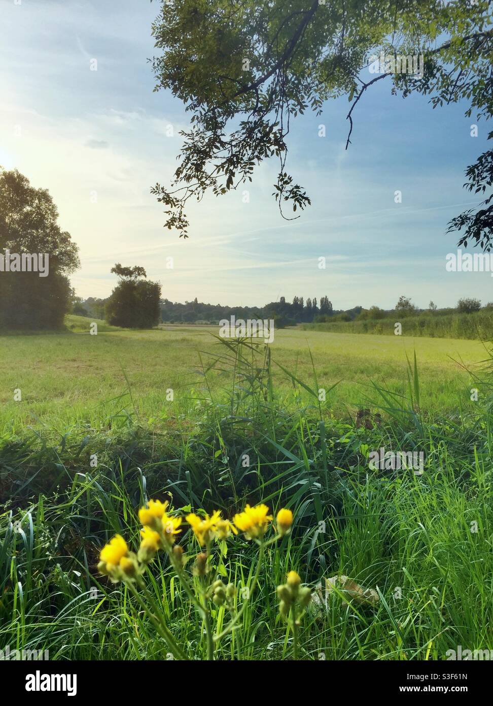Wildflowers in meadow grass smartphone stock photos and images - Alamy