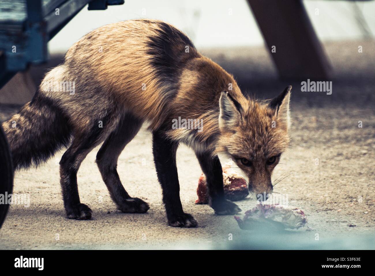 Angry fox hi-res stock photography and images - Alamy