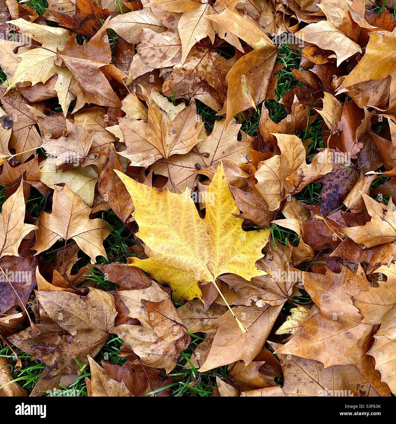 Autumn leaves from Plane tree Stock Photo - Alamy
