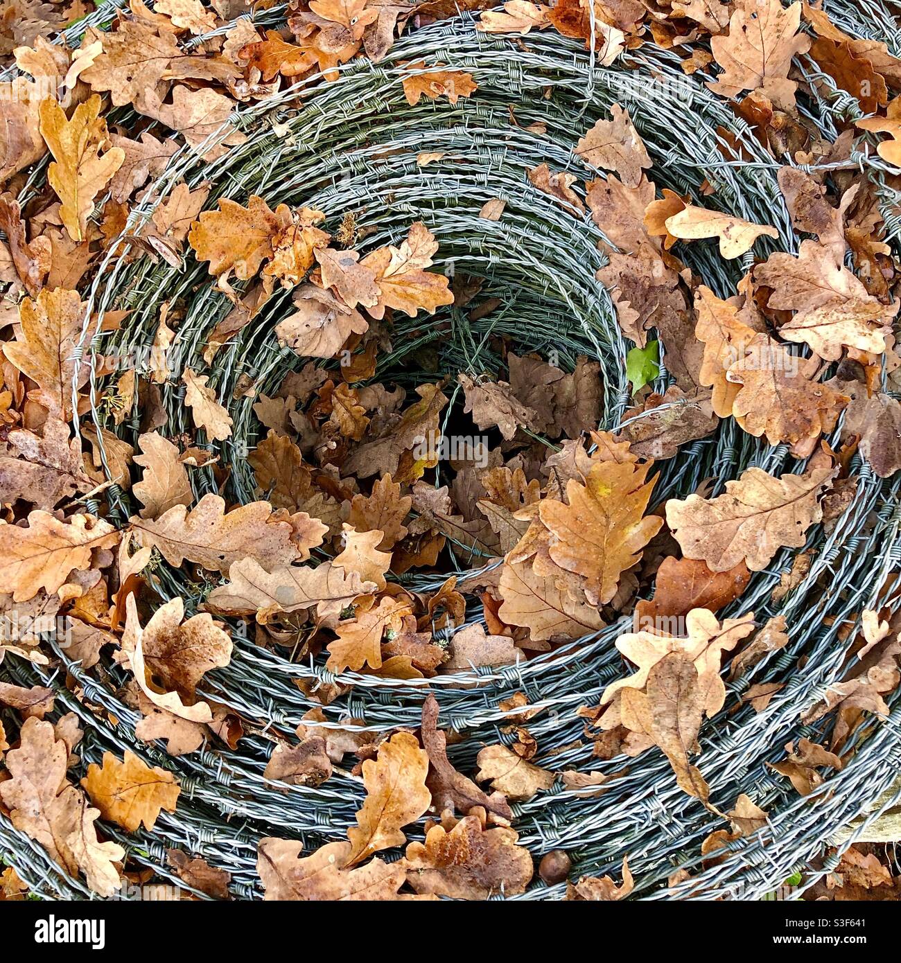 Roll of wire netting covered in fallen Oak tree leaves Stock Photo - Alamy