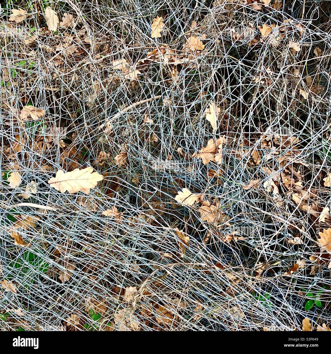 Tangled leaves hi-res stock photography and images - Alamy