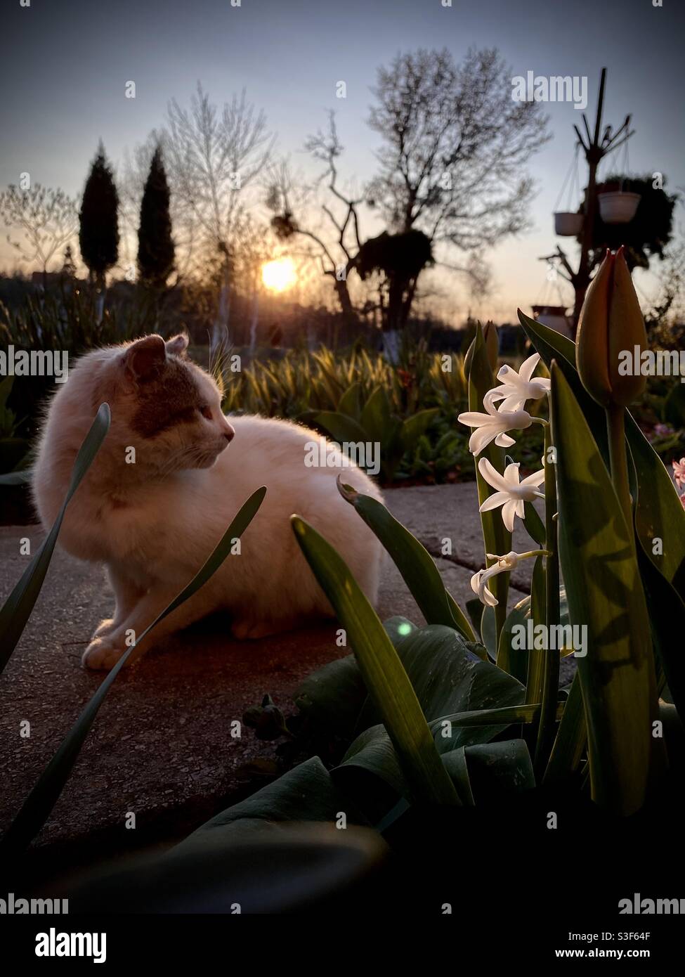 Cat in sunset hi-res stock photography and images - Alamy