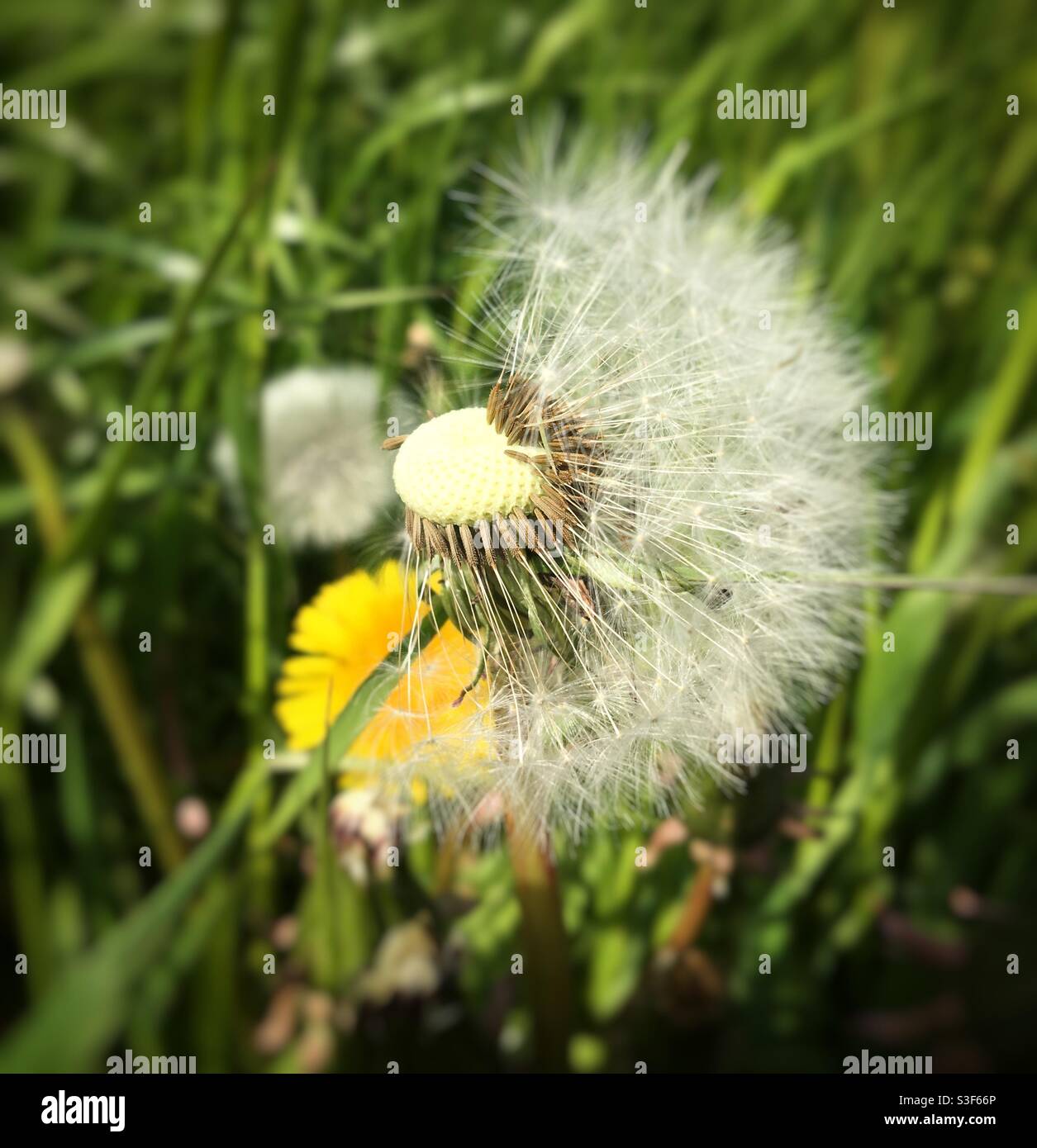 Half dandelion hi-res stock photography and images - Alamy