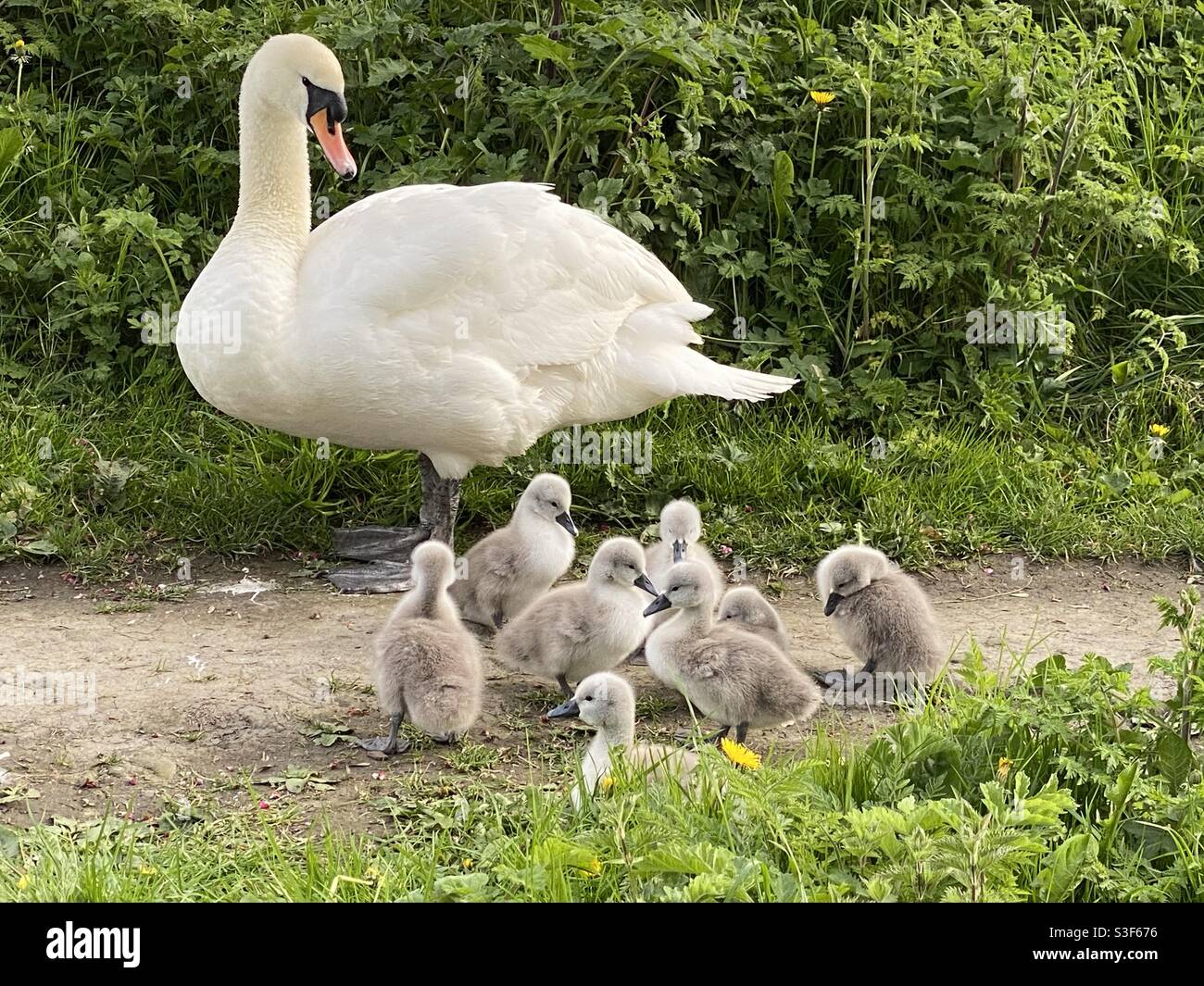 Female swan and cygnets hi-res stock photography and images - Alamy
