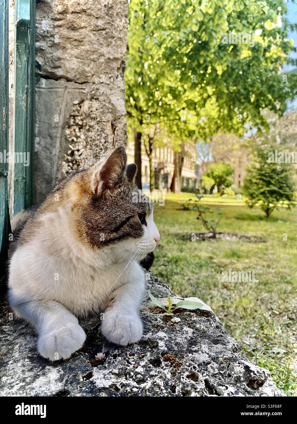 Cat Chilling High Resolution Stock Photography and Images - Alamy