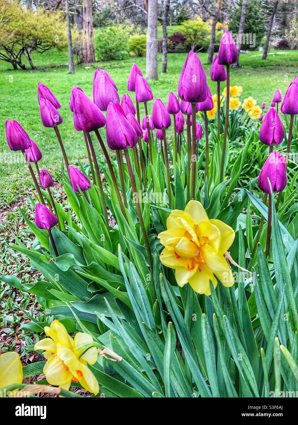Spring flowers in bloom Stock Photo - Alamy