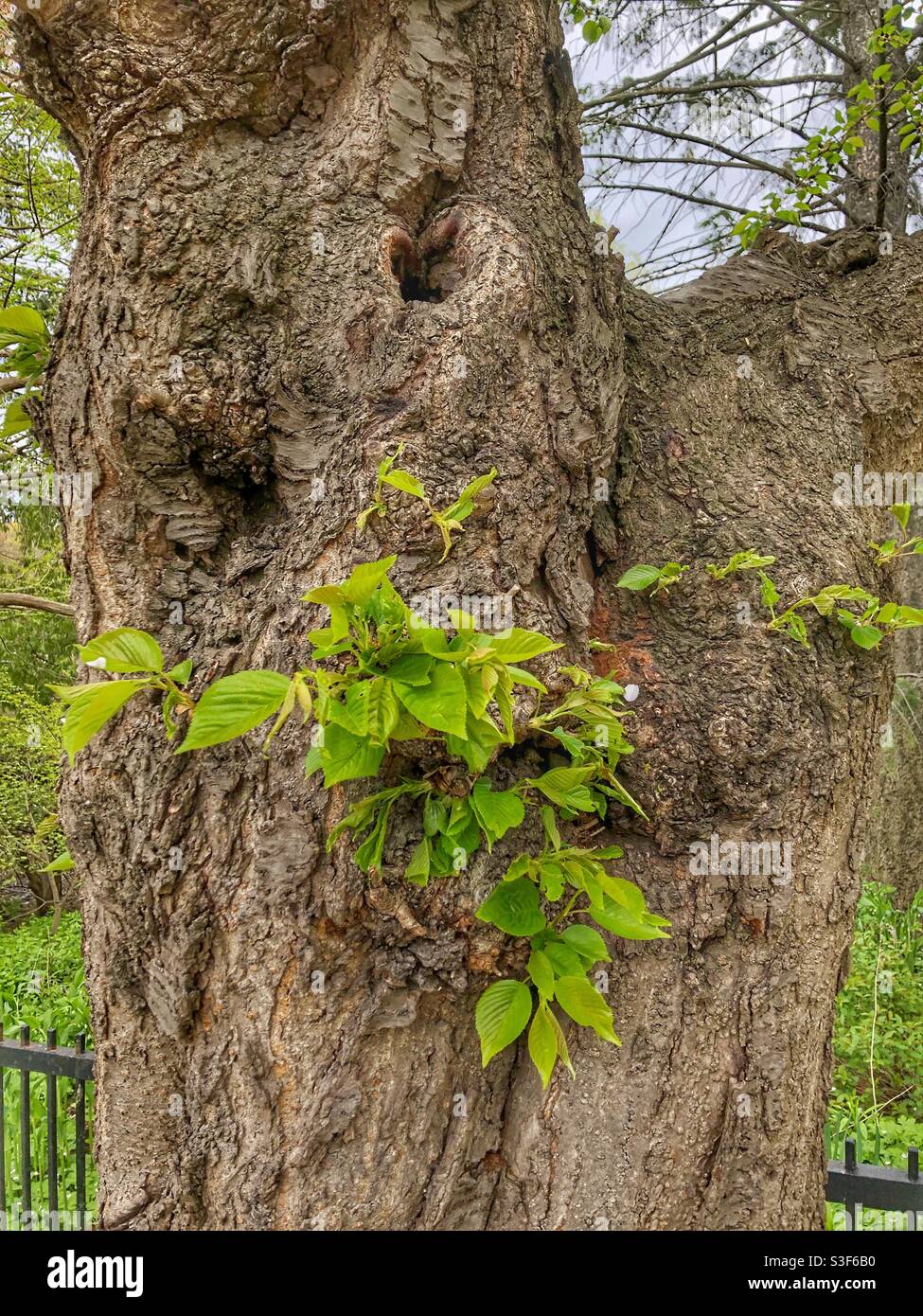 New growth on a tree trunk Stock Photo - Alamy