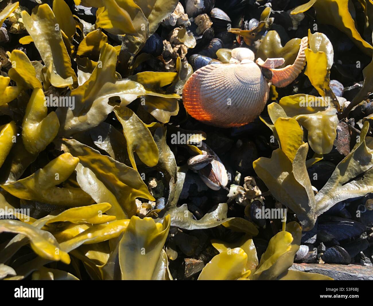 Seashell on shore Stock Photo - Alamy