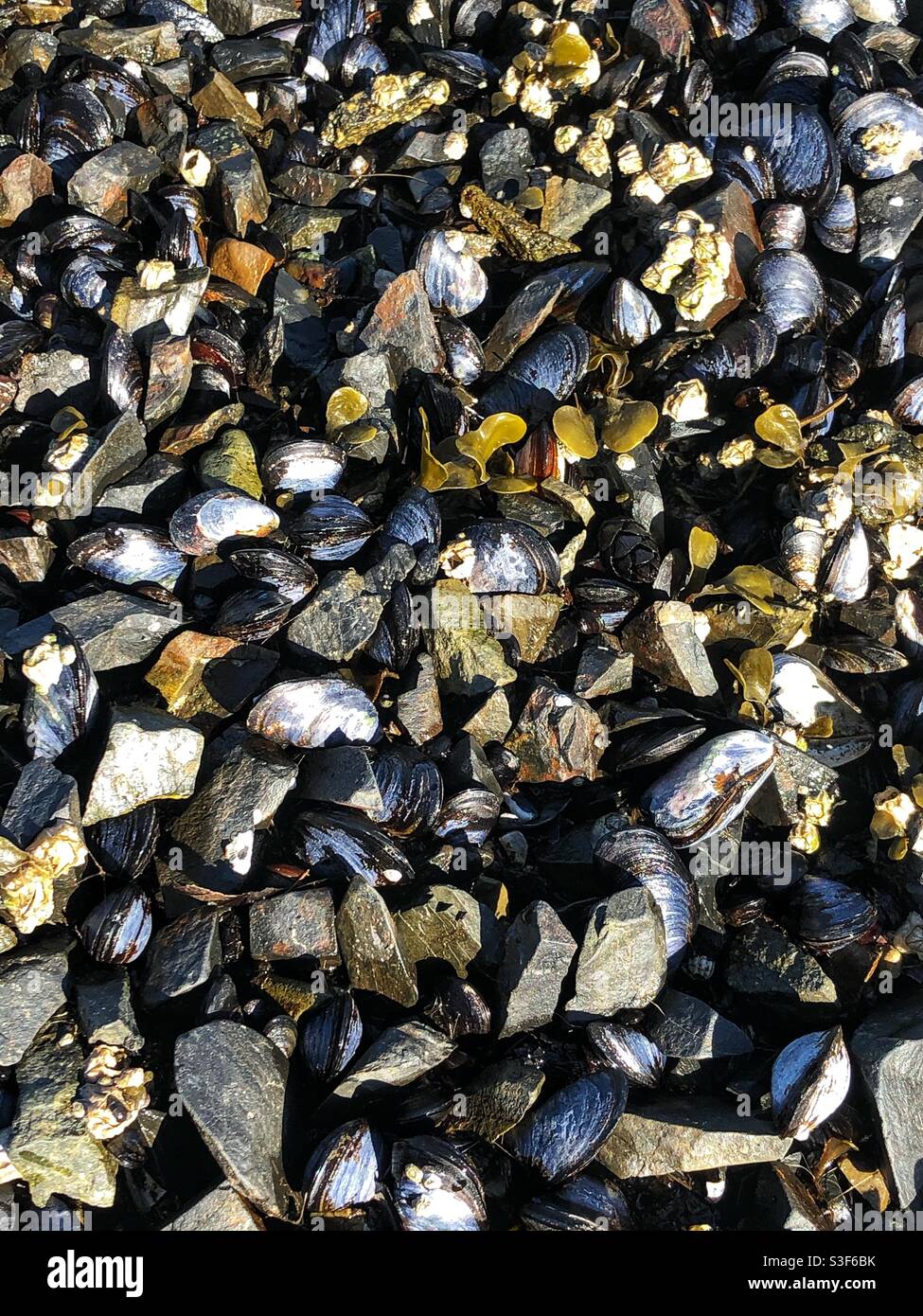 Alaska Beach High Resolution Stock Photography and Images - Alamy