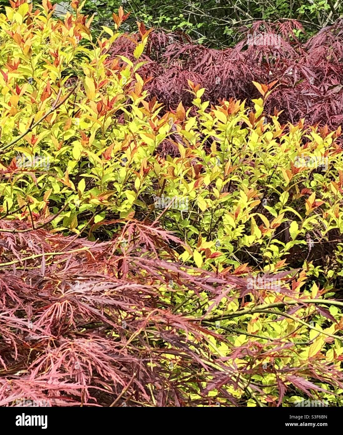 A myriad of colors in nature Stock Photo - Alamy