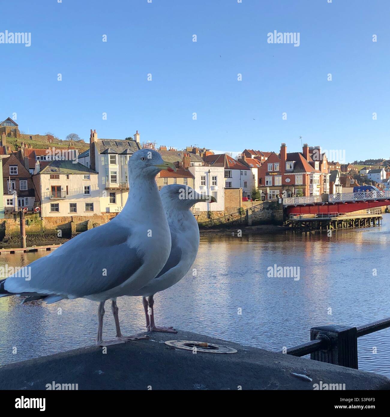 Whitby seagulls hi-res stock photography and images - Alamy