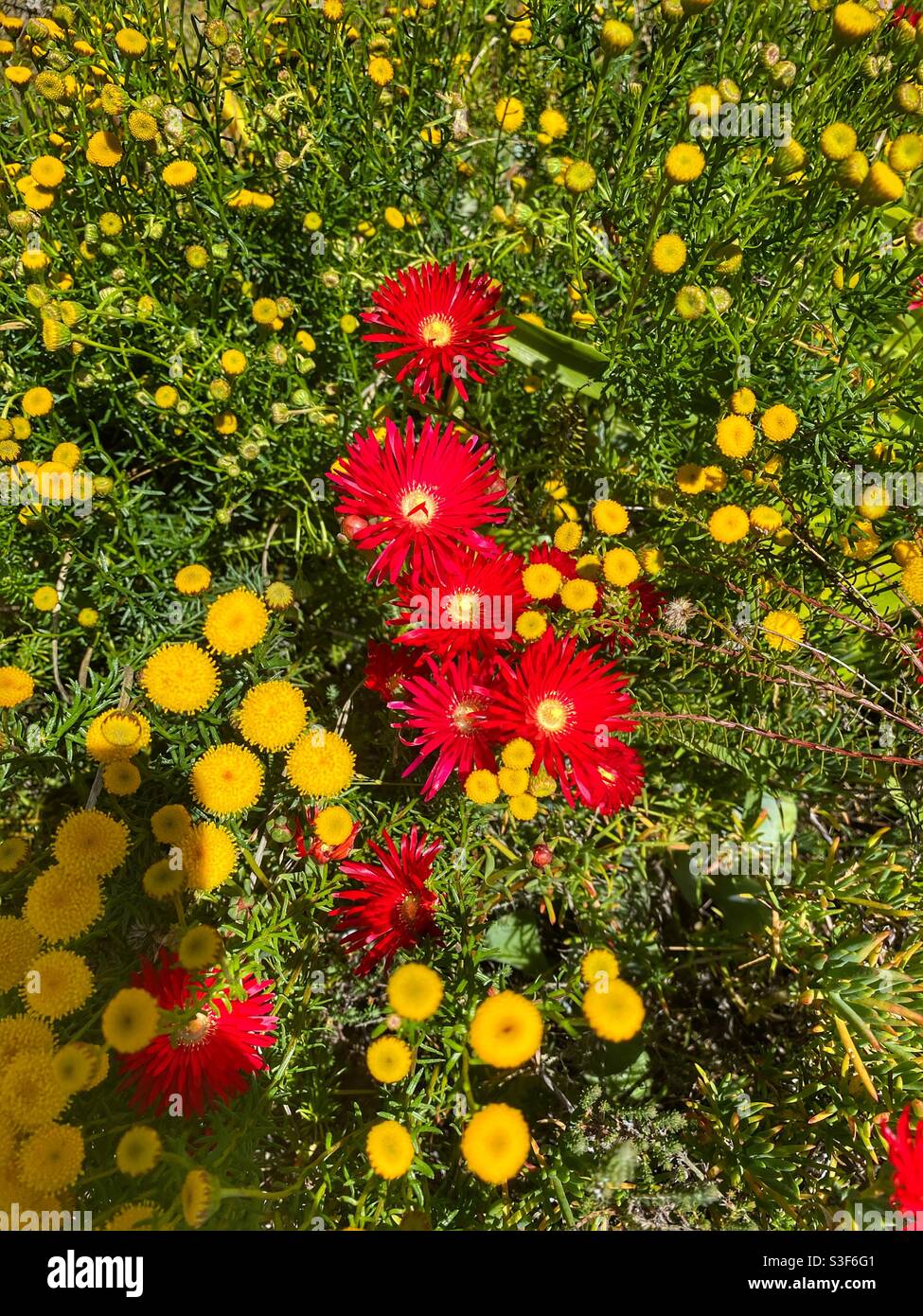 Red and yellow petals hi-res stock photography and images - Alamy