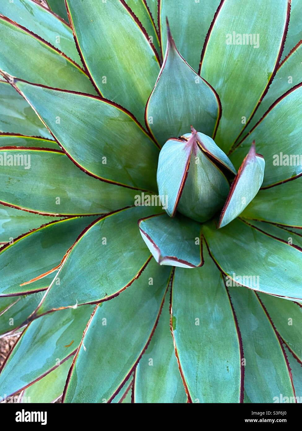 Agave plant detail Stock Photo - Alamy