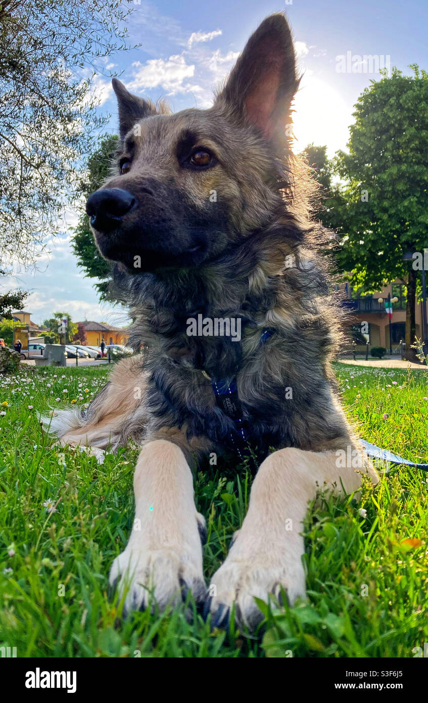 Wolf dogs hi-res stock photography and images - Alamy