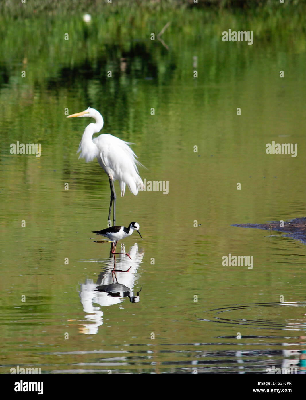 Aquatic birds hi-res stock photography and images - Alamy