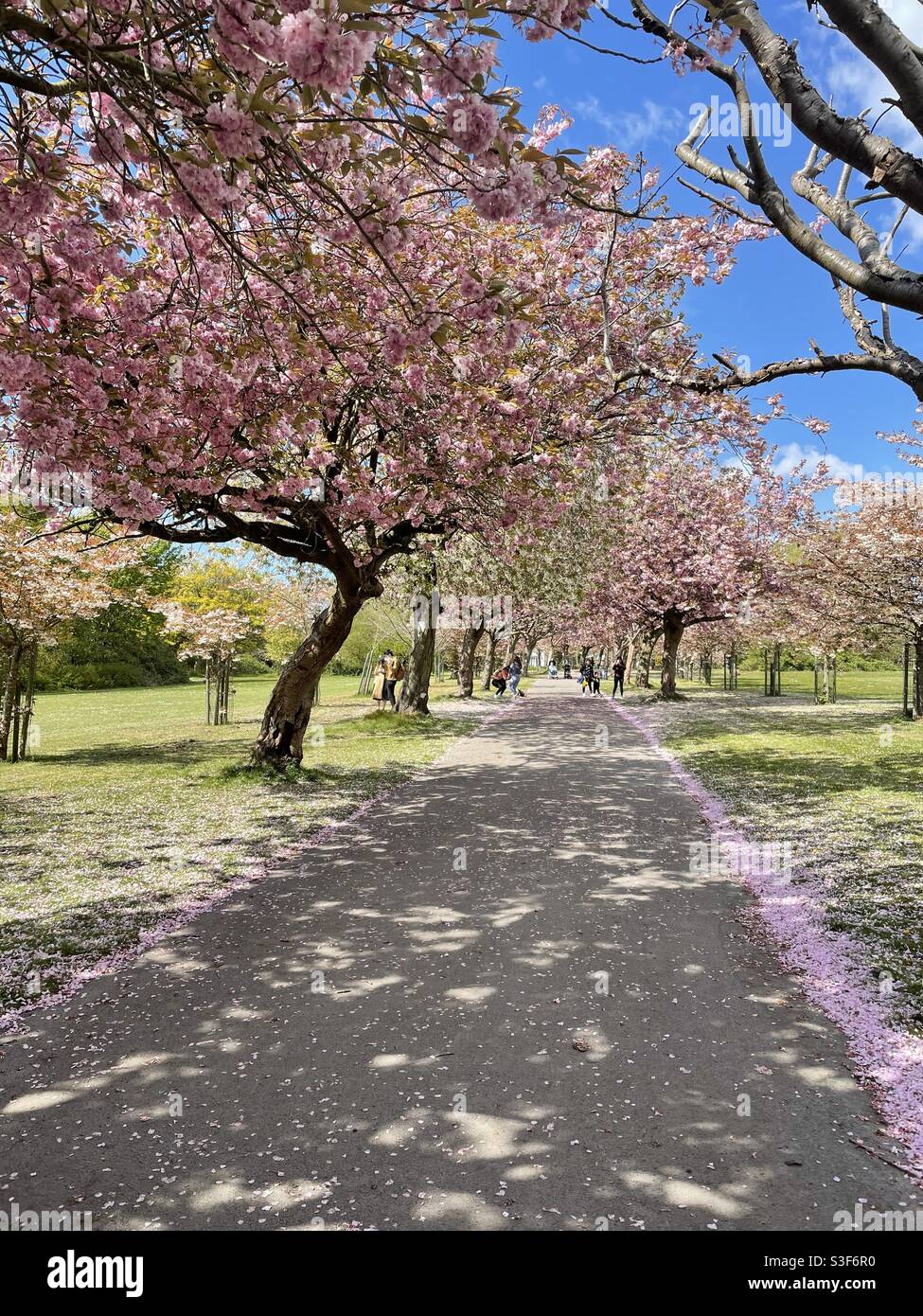 Liverpool blossom sky hi-res stock photography and images - Alamy