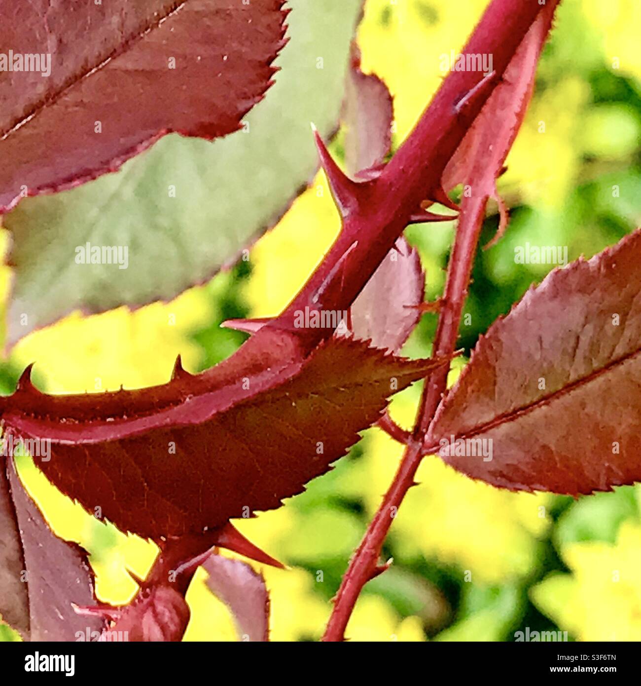 Roses Thorns High Resolution Stock Photography and Images - Alamy