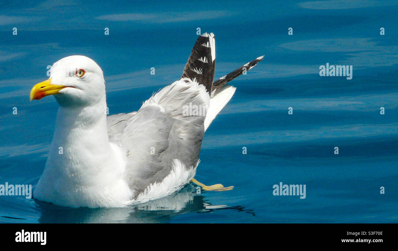 Italy sea animals hi-res stock photography and images - Alamy