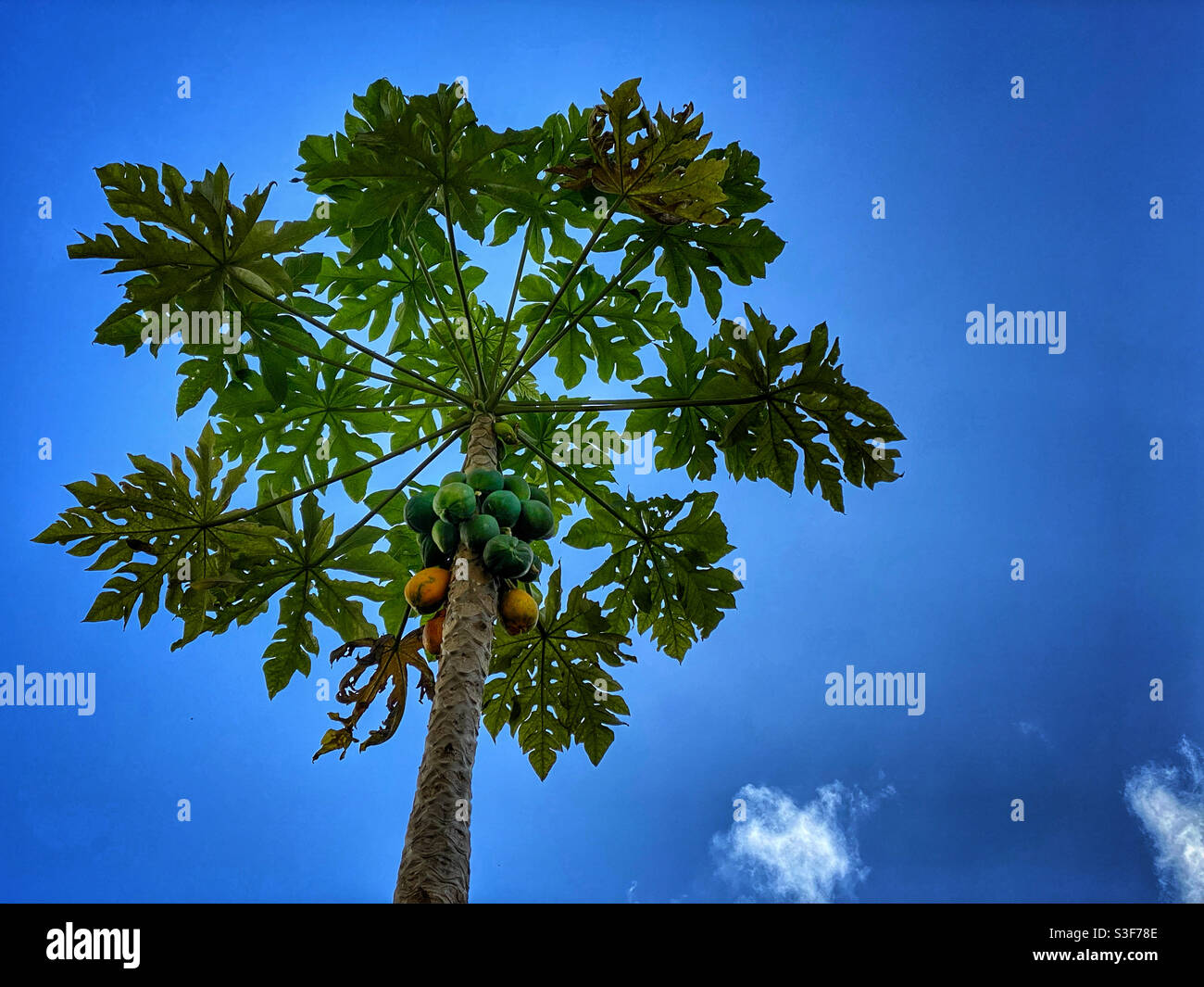 Papaya tree hi-res stock photography and images - Alamy