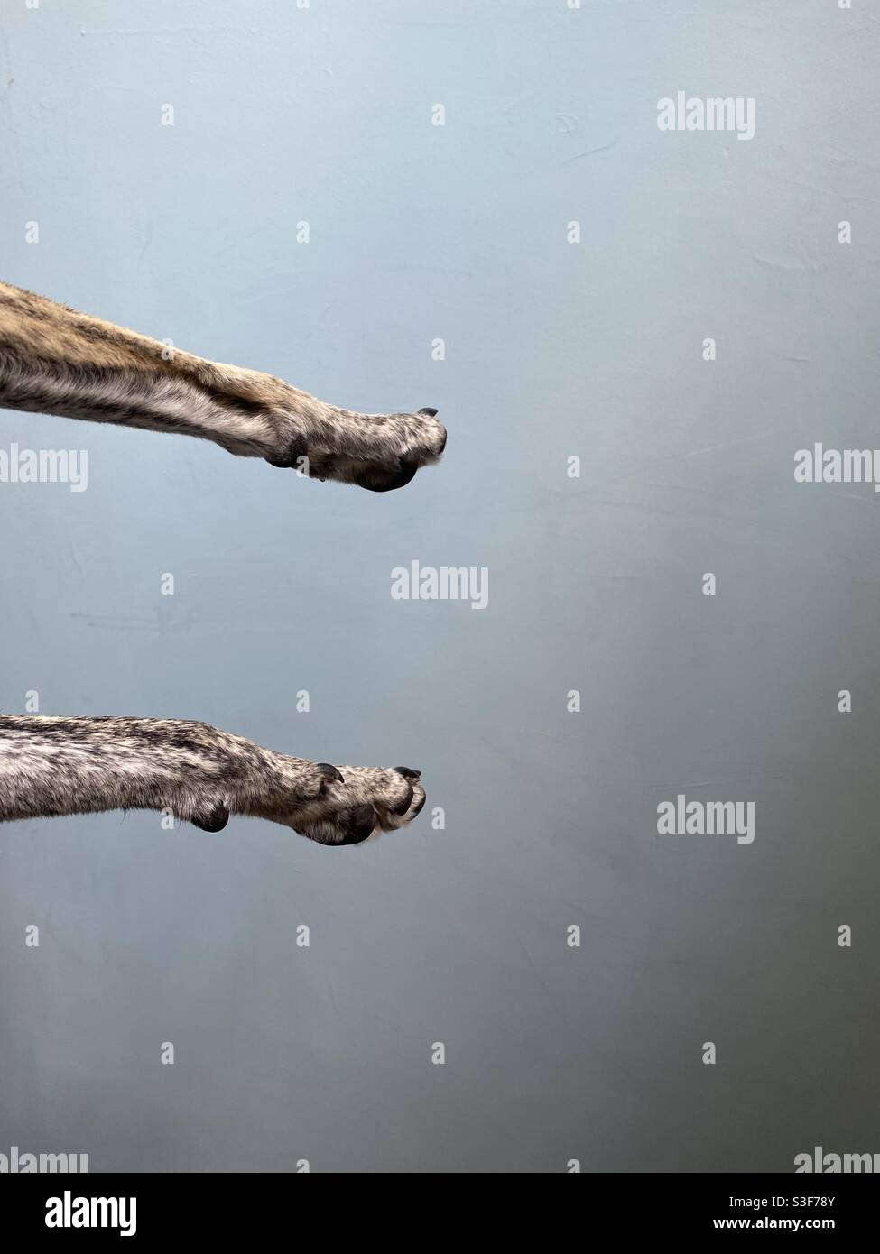 Dog leg sideways Stock Photo - Alamy