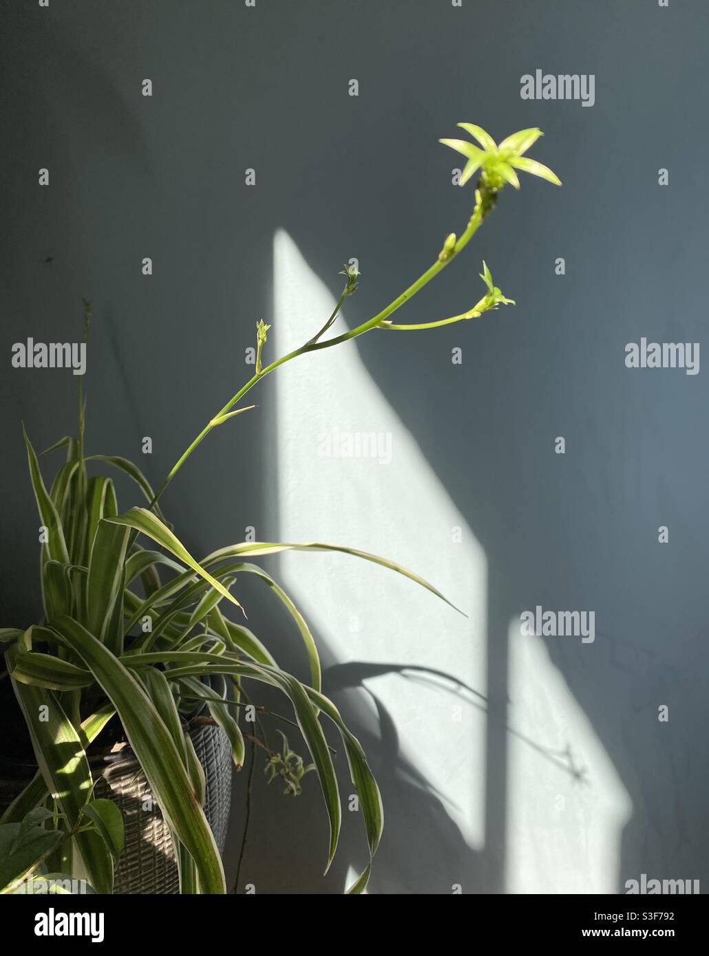 Houseplant shadow hi-res stock photography and images - Alamy