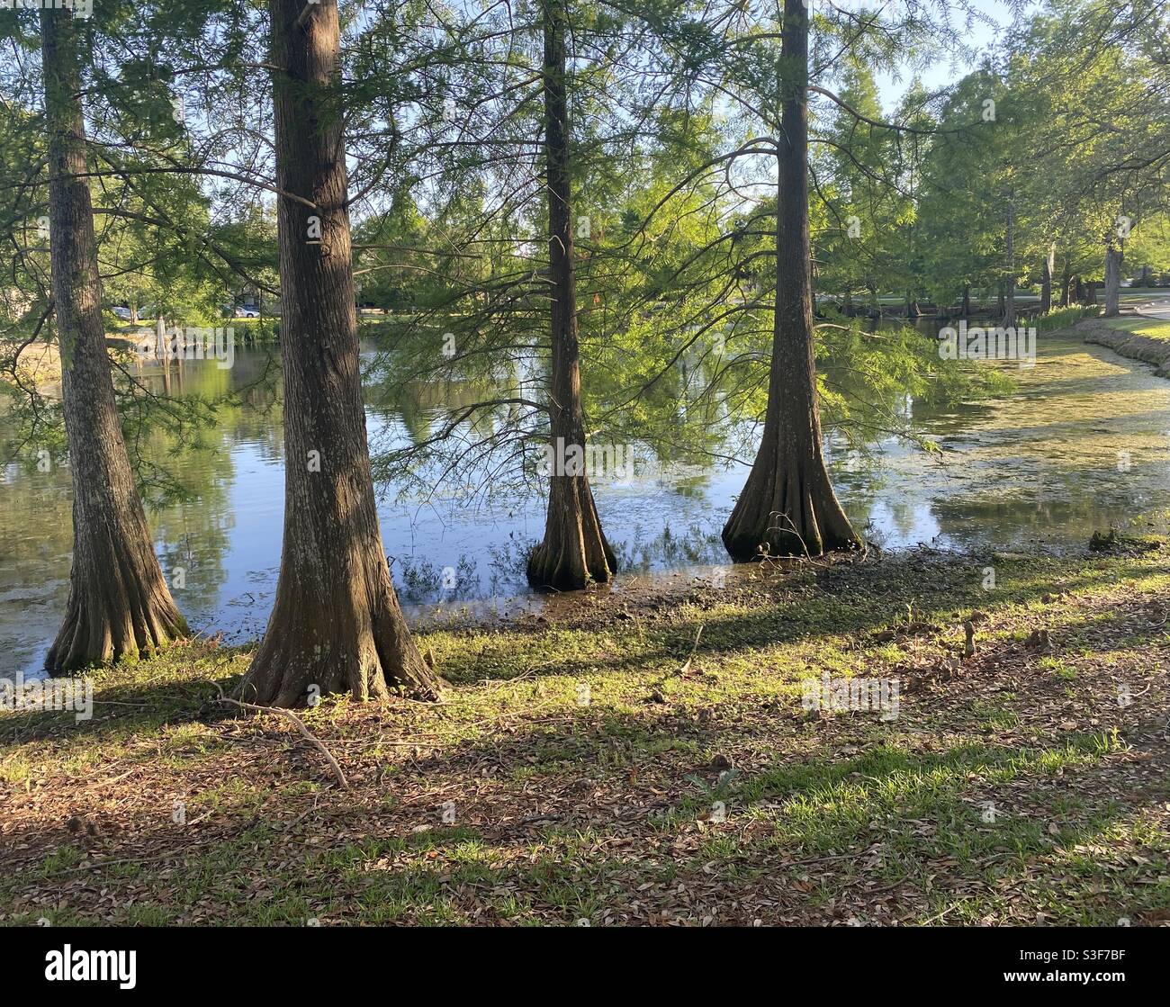 Cypress trees water hi-res stock photography and images - Alamy
