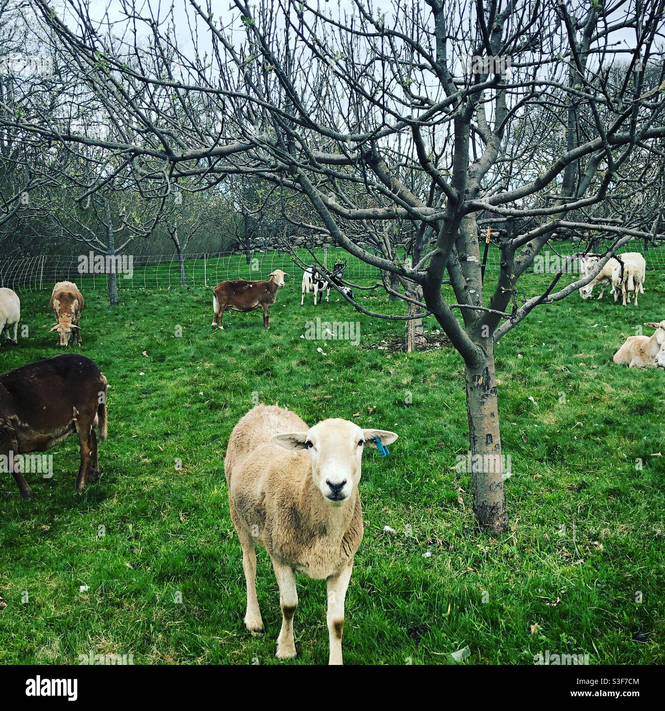Sheep orchard hi-res stock photography and images - Alamy