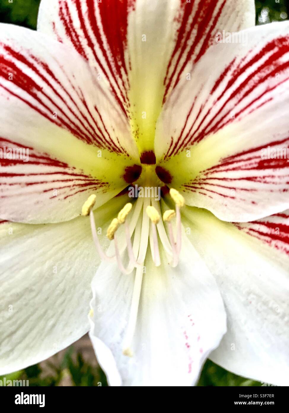 Red And White Amaryllis High Resolution Stock Photography and Images ...