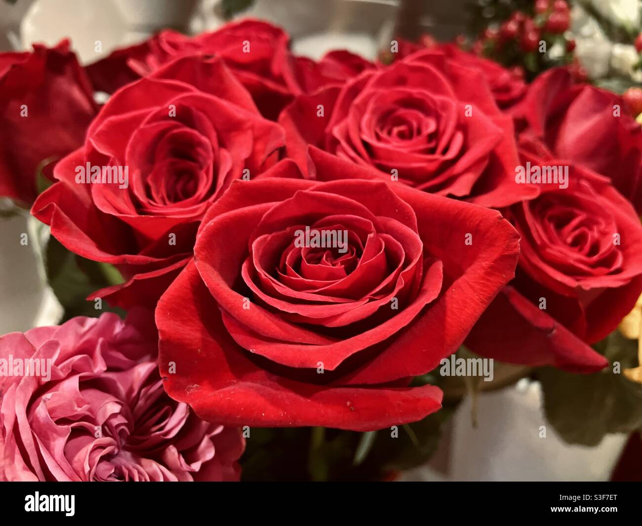Many red roses hi-res stock photography and images - Alamy