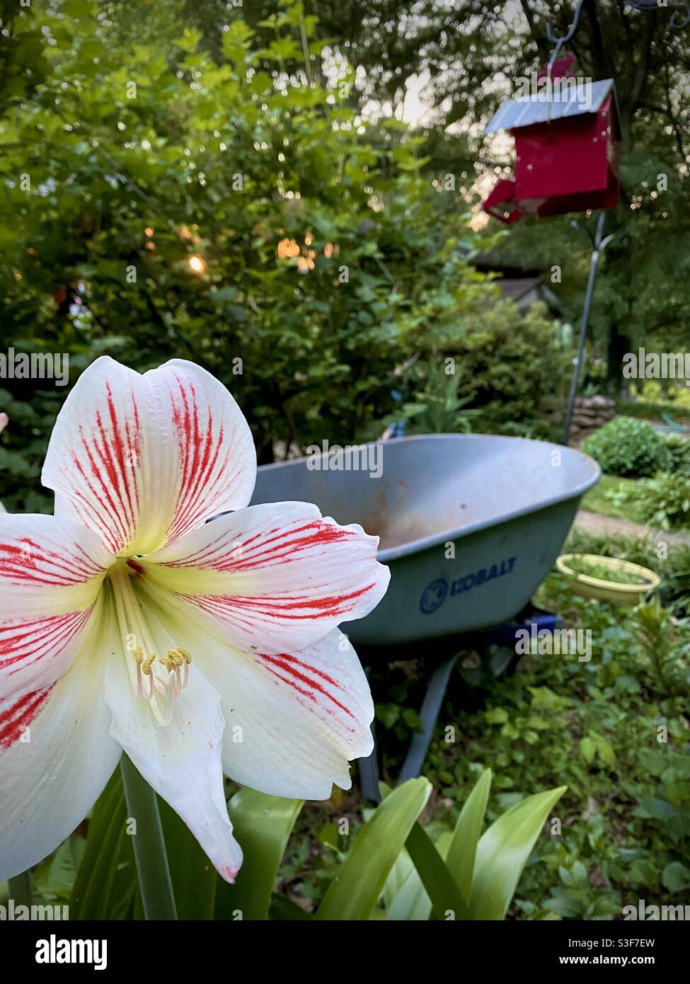 Amaryllis sunset hi-res stock photography and images - Alamy
