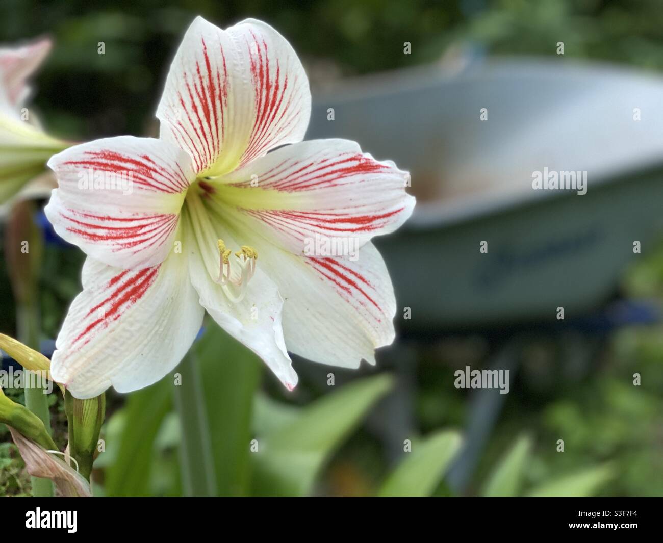 Wheel barrel garden hi-res stock photography and images - Alamy
