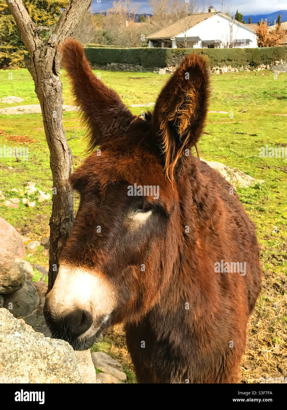 Donkey vertical hi-res stock photography and images - Alamy